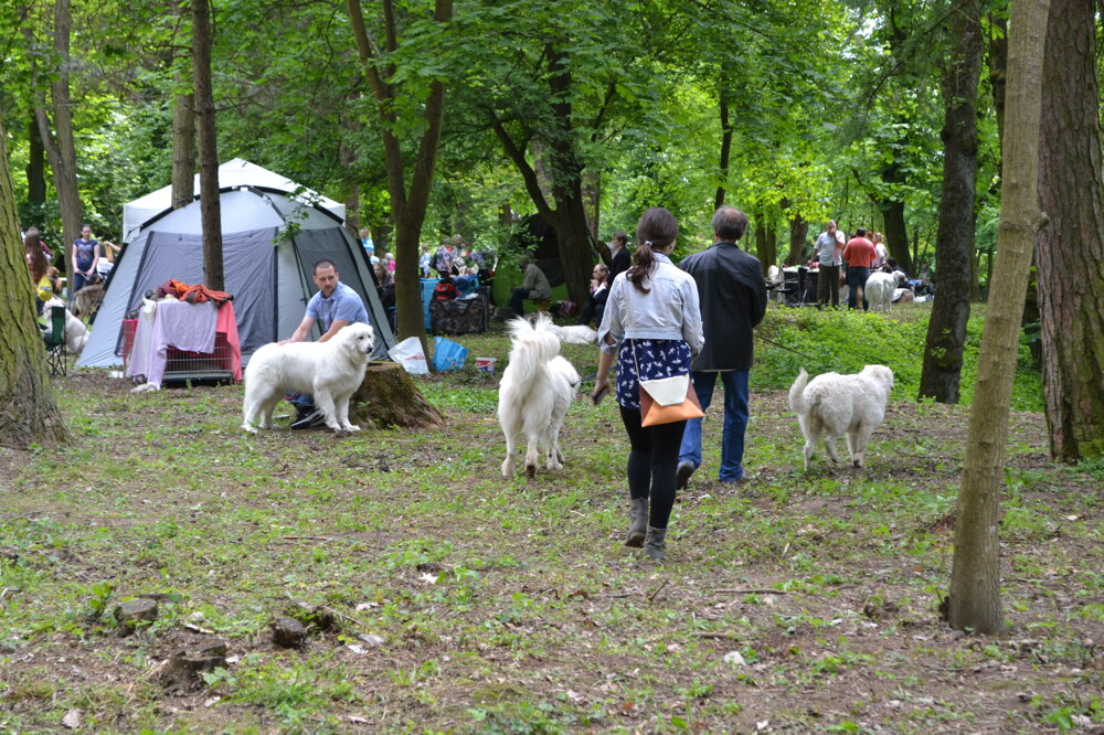 Výstava psov v Lučenci - fotogaléria - SME | MY Novohrad