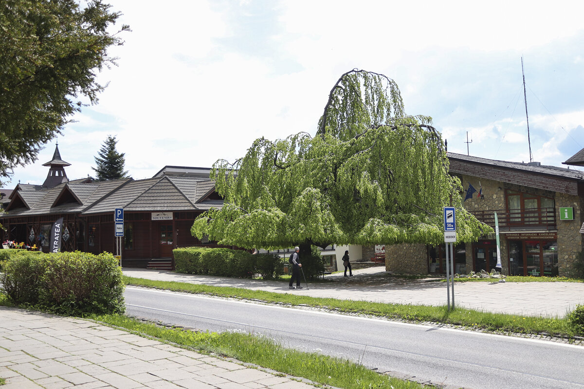 Mountain Rescuers Protect Slovakia s Most Beautiful Tree Of 2021 Mountain Rescuers Protect Slovakia s Most Beautiful Tree Of 2021